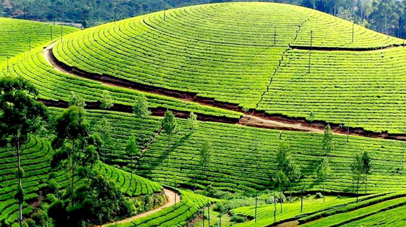 Great Experience - Mango Hill Review